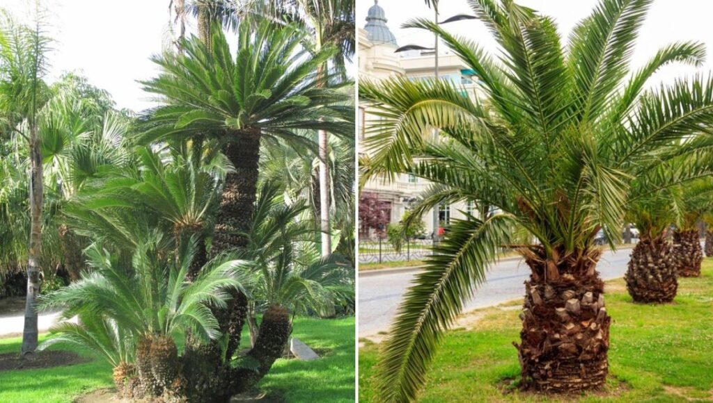 Las mejores ideas para decorar con palmeras para jardín exterior - Serzen