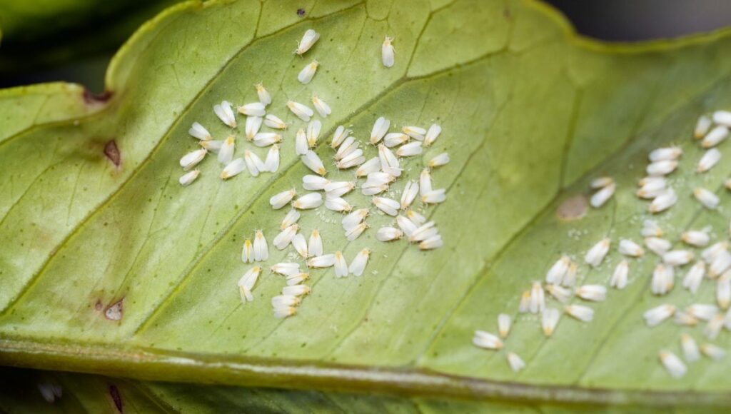 ¿Qué es la plaga blanca en las plantas? 5 remedios caseros para ...