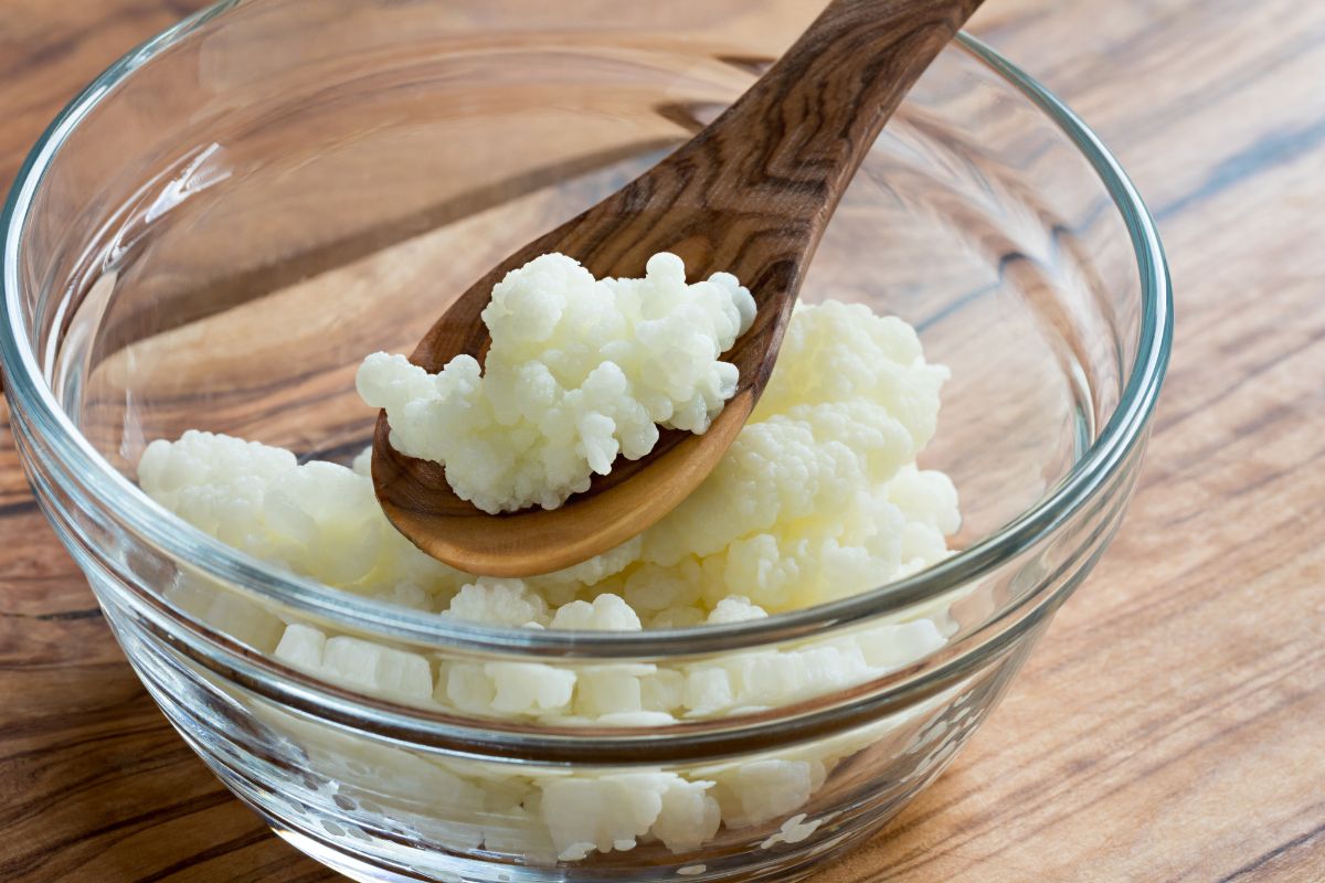 ¿Qué es mejor, los búlgaros de leche o los búlgaros de agua? - Serzen